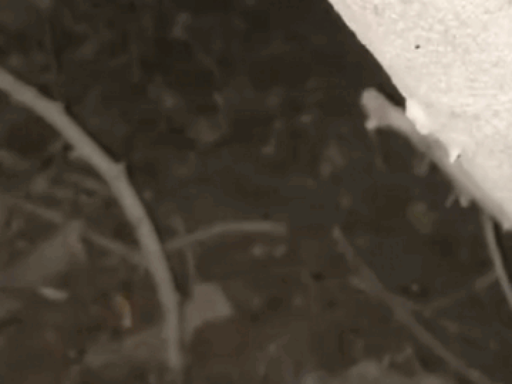 Lord Shankar's Pindi found in Noorabad of Morena | मुरैना के नूराबाद ...