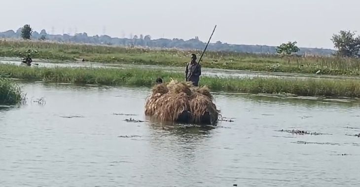 Farming on the island of Darri Barrage: Paddy crop in 1200 acres, boat ...