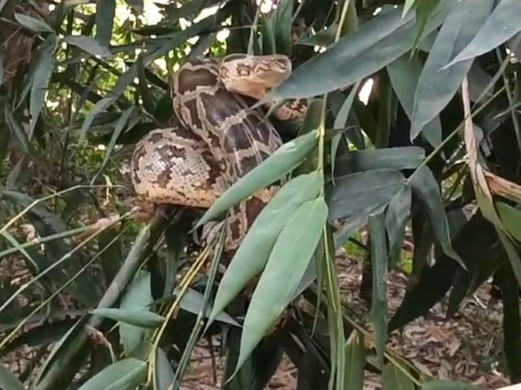10 feet long python found in Amila | अमिला में 10 फीट लंबा अजगर: बांस ...