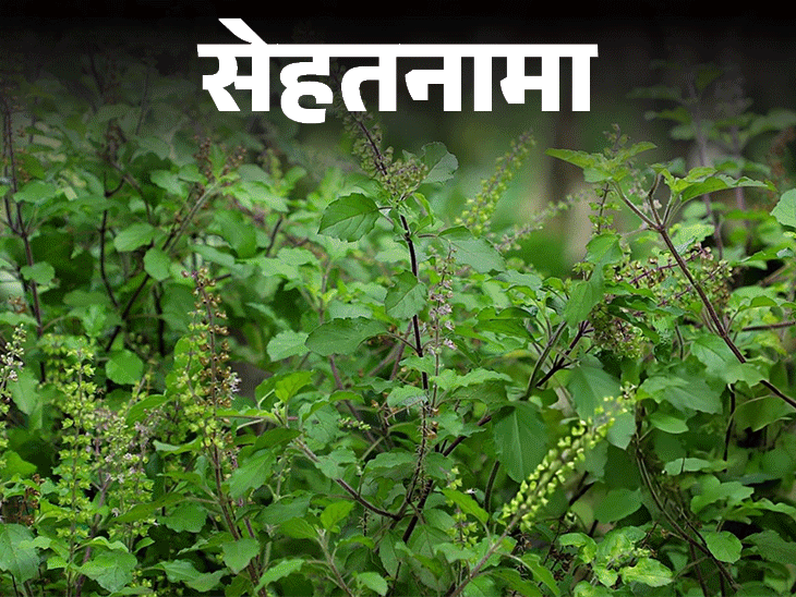 Tulsi Leaves Health Benefits; Basil Nutritional Facts | Medicinal ...