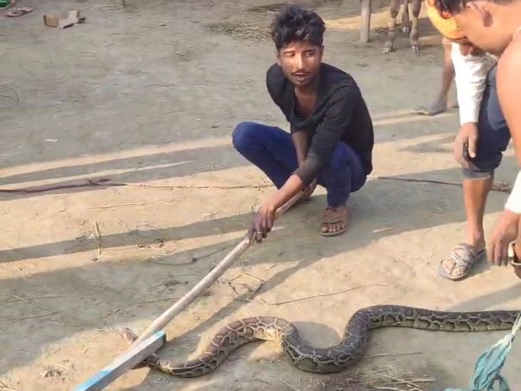 People were shocked to see a 7 feet long python | 7 फीट लंबा अजगर देख ...