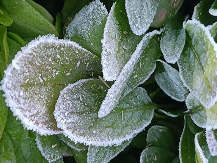 Minimum temperature in Mainpat and Samaripat of Surguja is 2 degrees ...