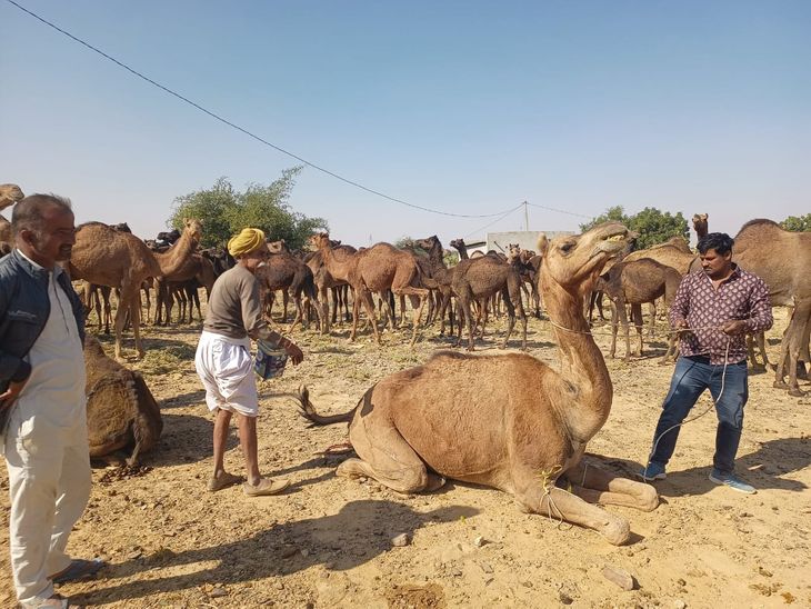 13 thousand camels were treated and medicines were distributed in the ...
