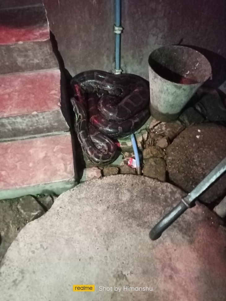 People ran away in fear of a giant python found in the house | घर में ...
