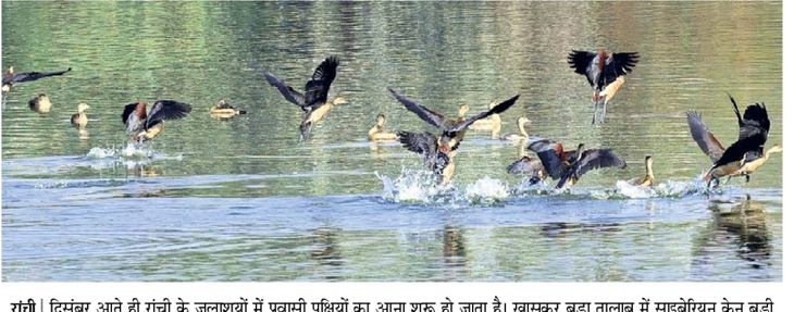 Migratory birds arrived in Ranchi, increasing the beauty of Bada Talab ...