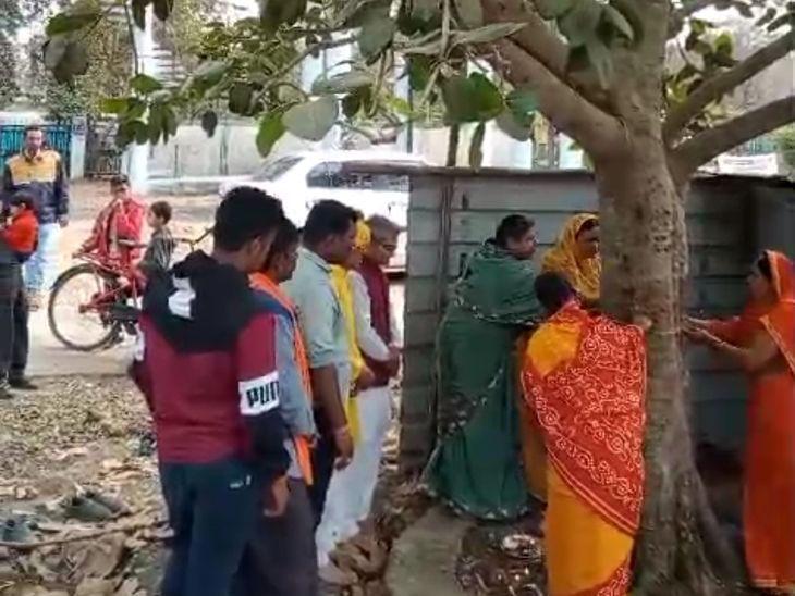 Multai: Banyan tree planted 21 years ago has become a tree | मुलताई: 21 ...