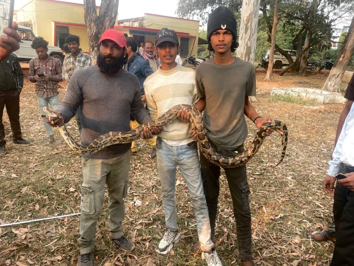8 feet long python found in irrigation department office | सिंचाई विभाग ...