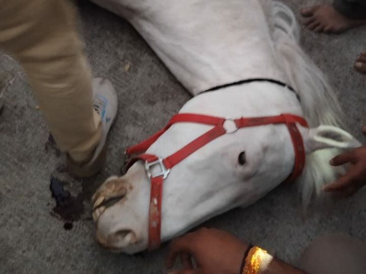 A mare died after being hit by a tempo in Barwani | बड़वानी में टेंपो ...