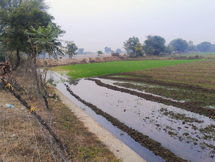 The pond overflows from the canal of Dakhia Dam, water filled in crops ...