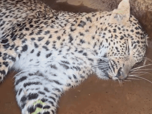 The man-eating leopard was frightened by the roar of the tiger in ...