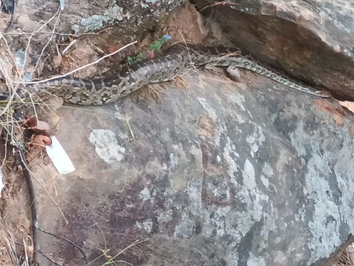 5 m long python snake seen in Mahudi hill Budhwa Mahadev
