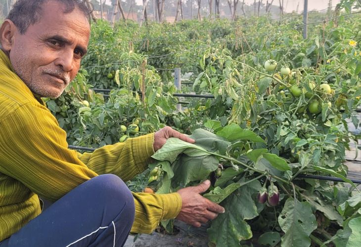 Cultivation of tomato and brinjal in the same plant by grafted method ...