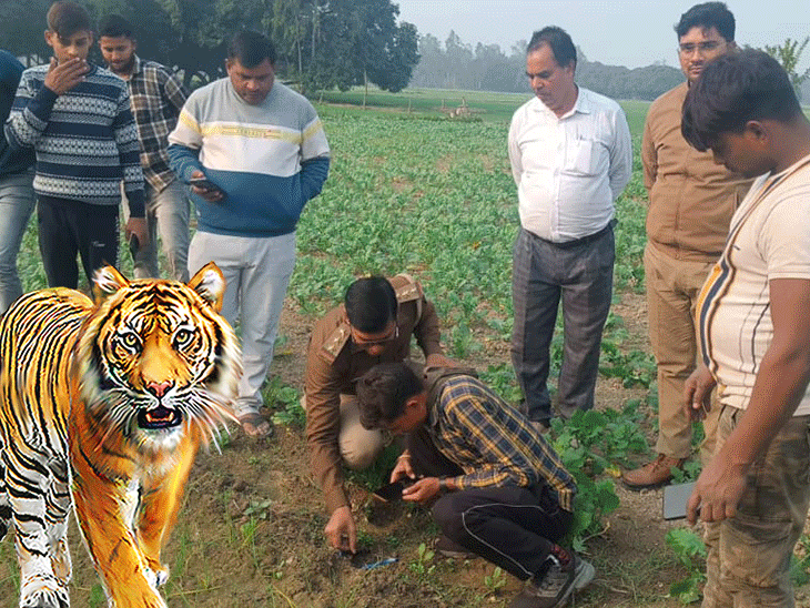 Tiger seen for the second time in 24 hours in Lucknow | लखनऊ में बाघ के बाद दिखा तेंदुआ ...