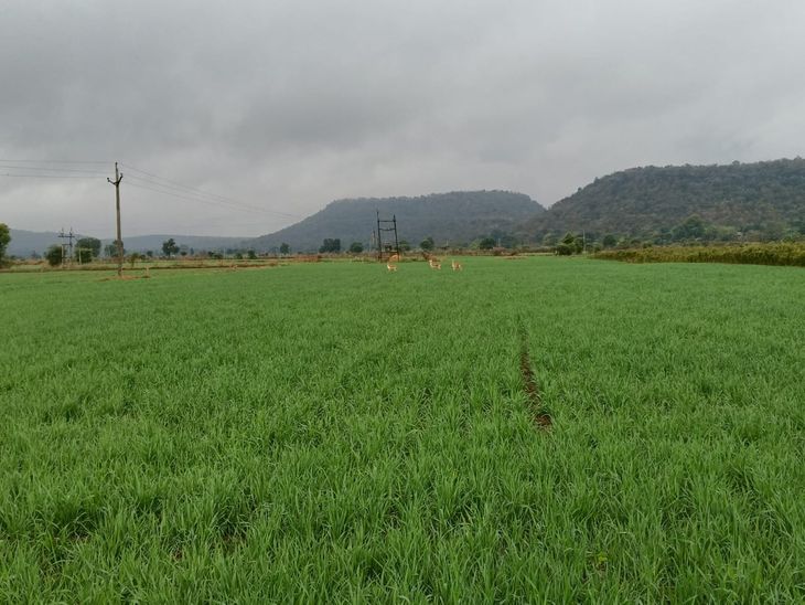 Mawth fell late in Gyaraspur | ग्यारसपुर में देर गिरा मावठ: बारिश से ...