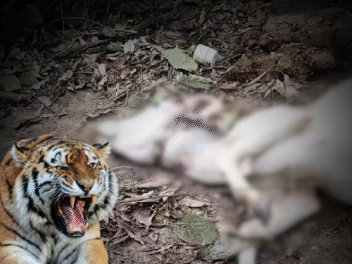 Tiger seen for the third time in 48 hours in Lucknow | बाघ ने 100 मीटर दौड़ाकर गाय की गर्दन ...