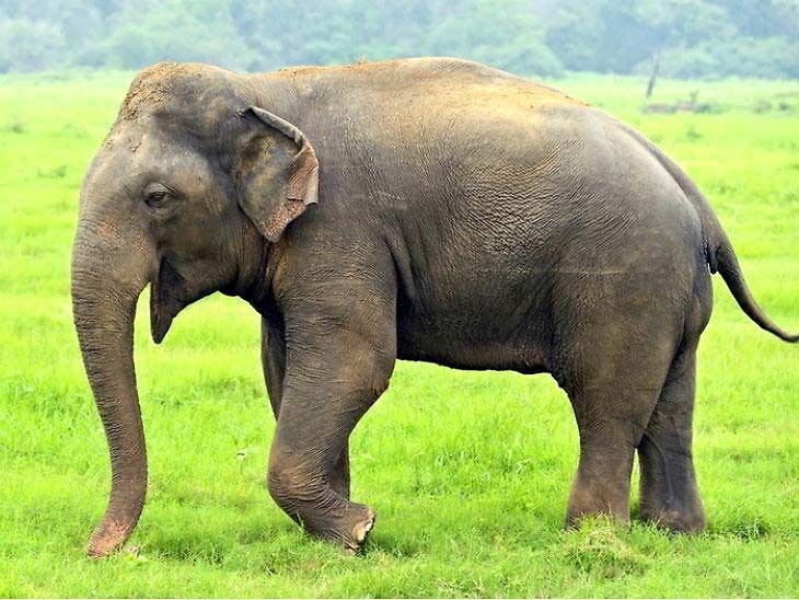 Elephant bulletin being heard on Akashvani