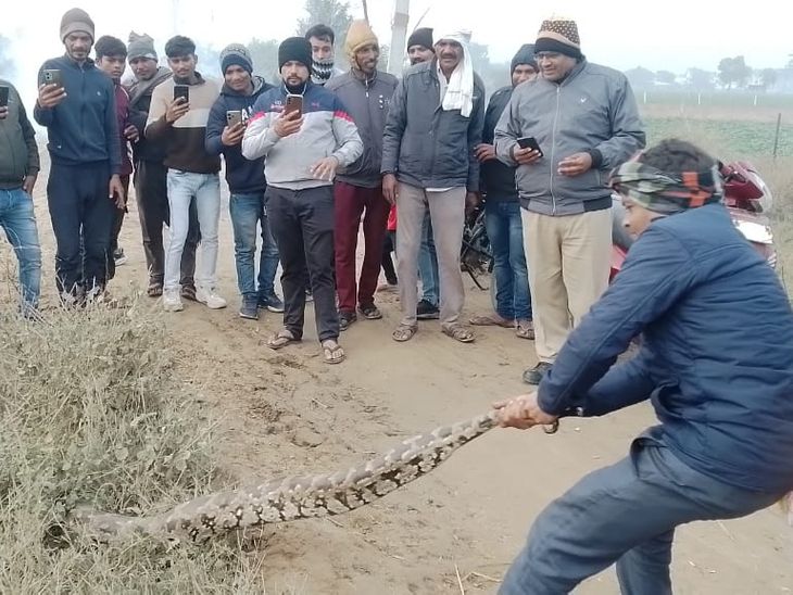 A 12 feet long python was found in a field in Hathras | हाथरस में खेत ...
