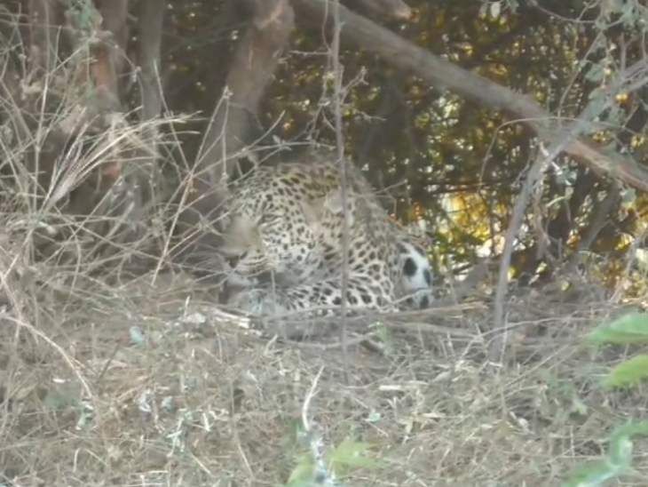 Leopard trapped in fence wire in Sirohi. The team from Udaipur tranquilized and took it to the ...
