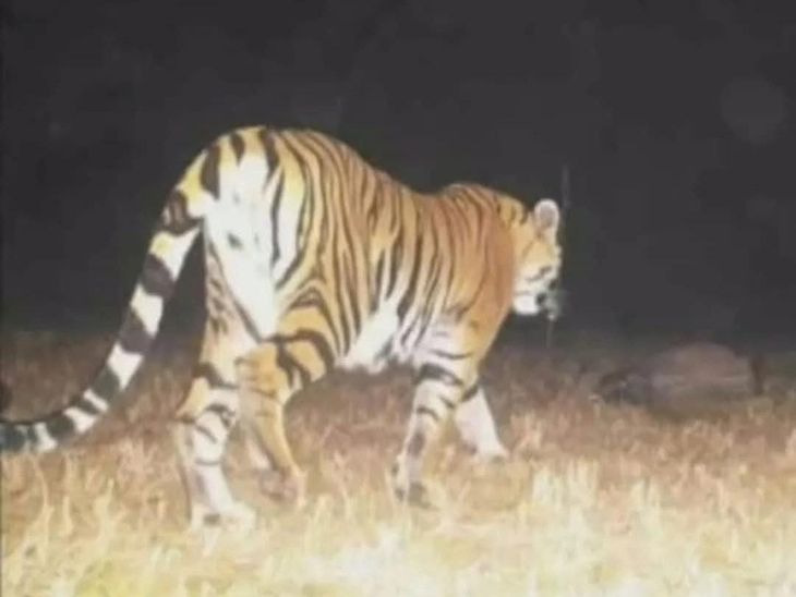 The tigress reached Pendra Khodri Range | कान्हा नेशनल पार्क से निकली ...