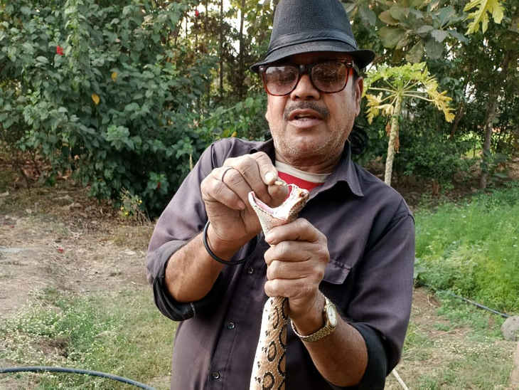 3 feet long Russell Viper entered a house in Sagar | सागर में घर में ...