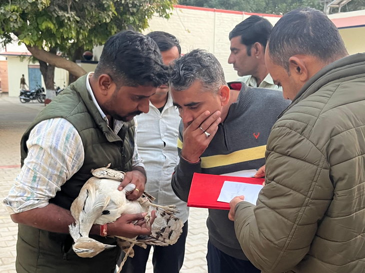 Foreign Tilor bird found in Bagoda of Jalore