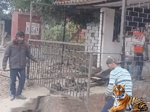Tiger returns to CISH campus in Rehman Kheda, Lucknow