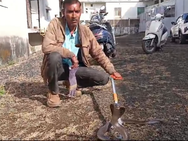 A 5 feet long cobra entered a warehouse in Sagar | सागर के वेयरहाउस में ...