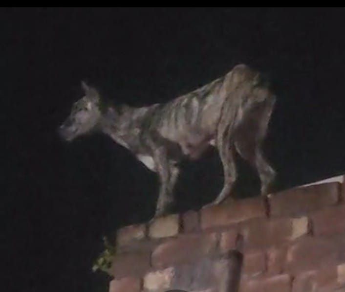 Wild dog enters Vesar, villagers in fear | वेसर में घुसा जंगली कुत्ता ...