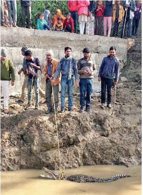 When the water level of Dhasan river decreased, a crocodile entered the ...