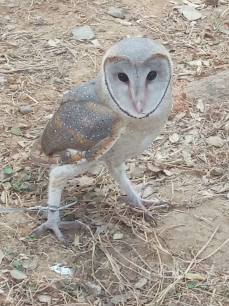 Himalayan owl found in Dandar | डंडार में मिला हिमालयन उल्लू - Panki ...