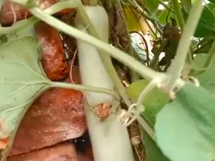 Long gourd becomes the center of attraction in Porsa of Morena