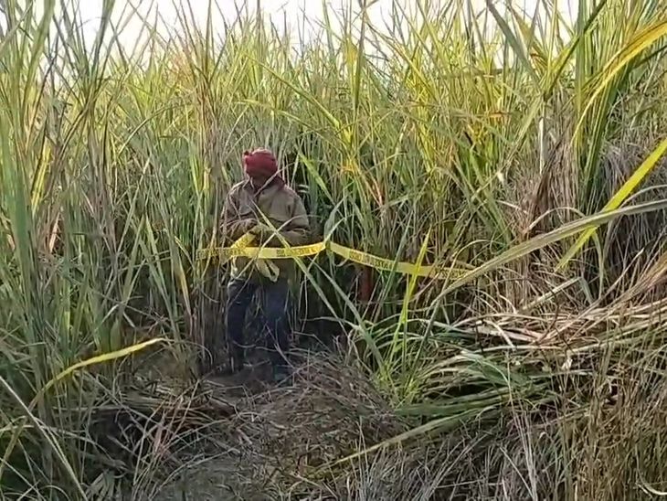 Dead body of an old woman found in a sugarcane field | गन्ने के खेत में मिला वृद्ध महिला का शव ...