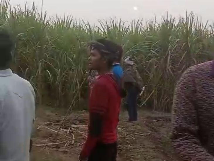 Terror of leopard in Kandhla of Shamli | शामली के कांधला में तेंदुए का ...