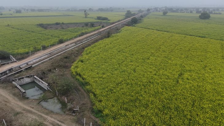 Mustard sowing done in 2.54 lakh hectares, farmers expect good yield ...