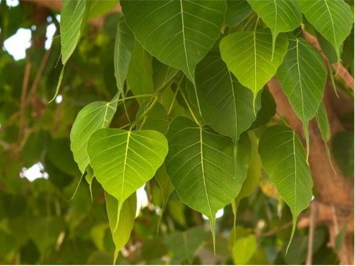There is a tradition of worshipping Peepal tree on Saturday, pipal tree ...