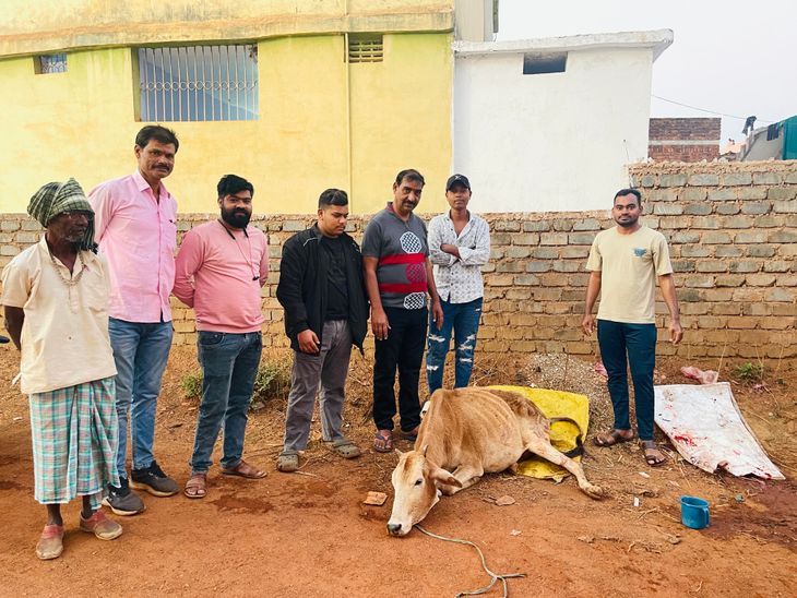 Gau sevaks of Saja got the sick cow treated and gave birth to a calf ...