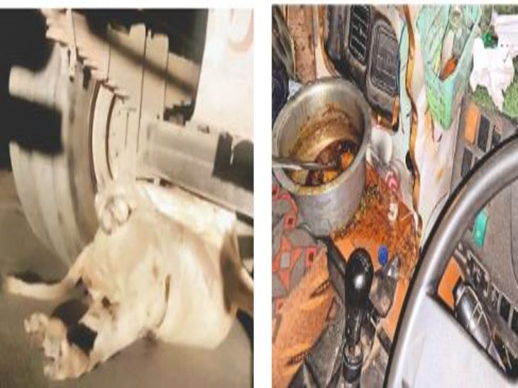 Drunk driver ran over a cow, dragged it for 15 km | ट्रक में शराब ...