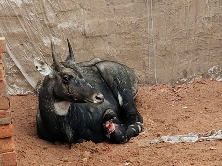 Hisar Dogs Nilgai and calf attack update