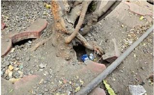 Rats have damaged the pavement, it will be rebuilt with concrete