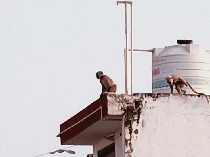 Monkey terror in Kushinagar