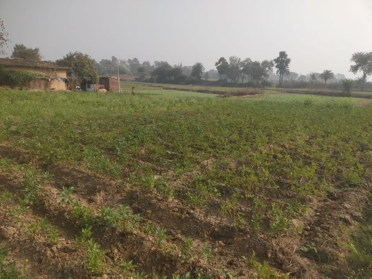 Potato, gram and mustard crops started drying due to frost, farmers are ...