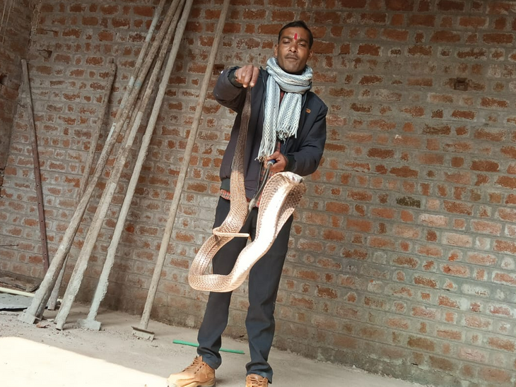 A 6 feet long cobra entered a house under construction in Sagar | सागर ...