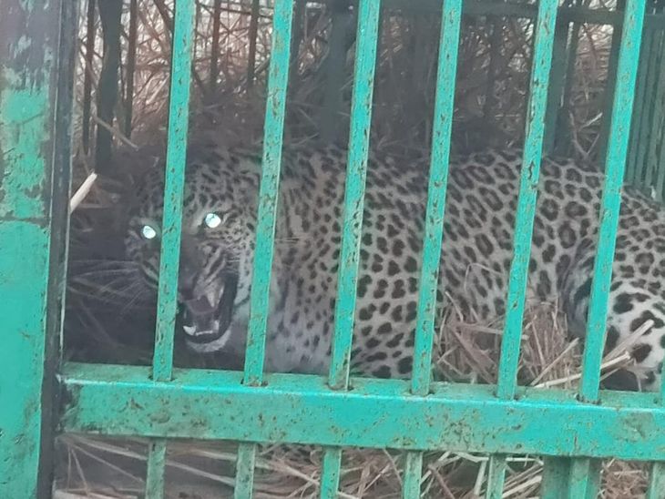 After 3 days the Vin Department caught the leopard