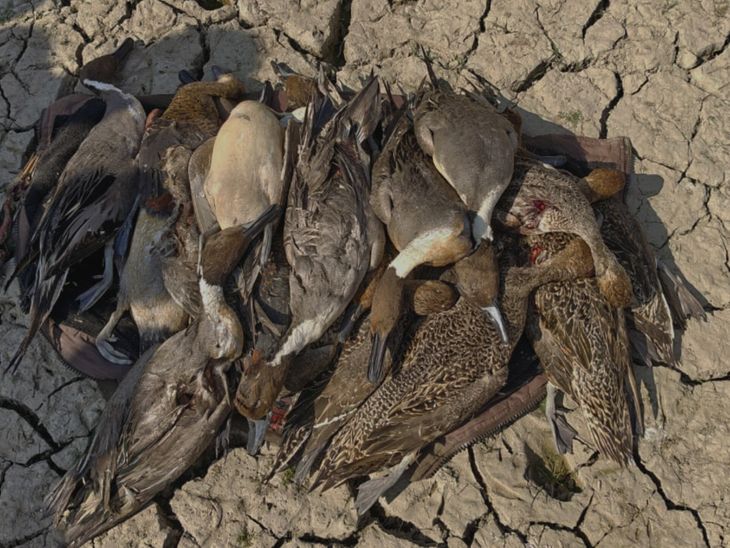 24 Sohan birds found dead in the lake | झील में 24 सोहन चिड़िया मृत ...