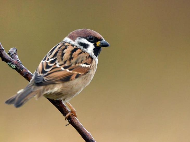 Bird experts from across the country will come to STR | 7 से 9 मार्च तक ...