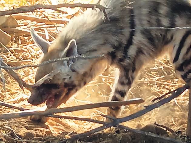 Jackal trapped in wire fencing, information given to forest department ...