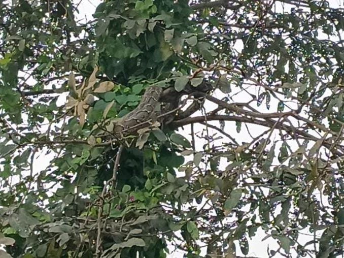 A 12 feet long python was seen on a tree in Nijlaul | निजलौल में पेड़ ...