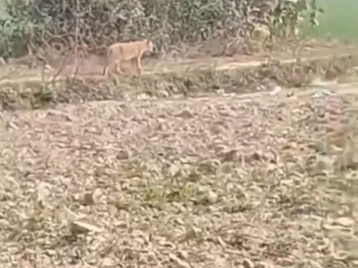 A lion-like animal was seen in the forest of Badaun | बदायूं के जंगल ...
