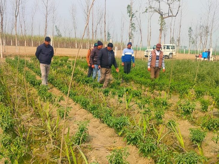 Farmers' income will double due to mixed cropping | सहफसली खेती से ...
