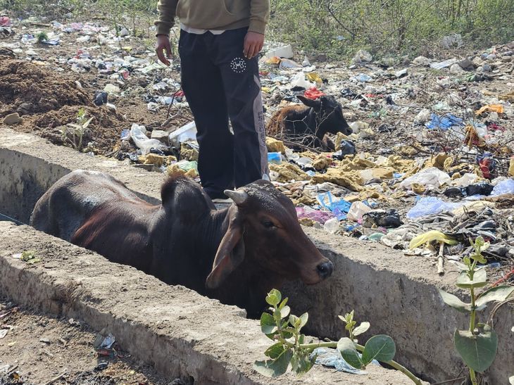 A bull fell into an open drain in Nadbai | नदबई में खुले नाले में गिरा ...